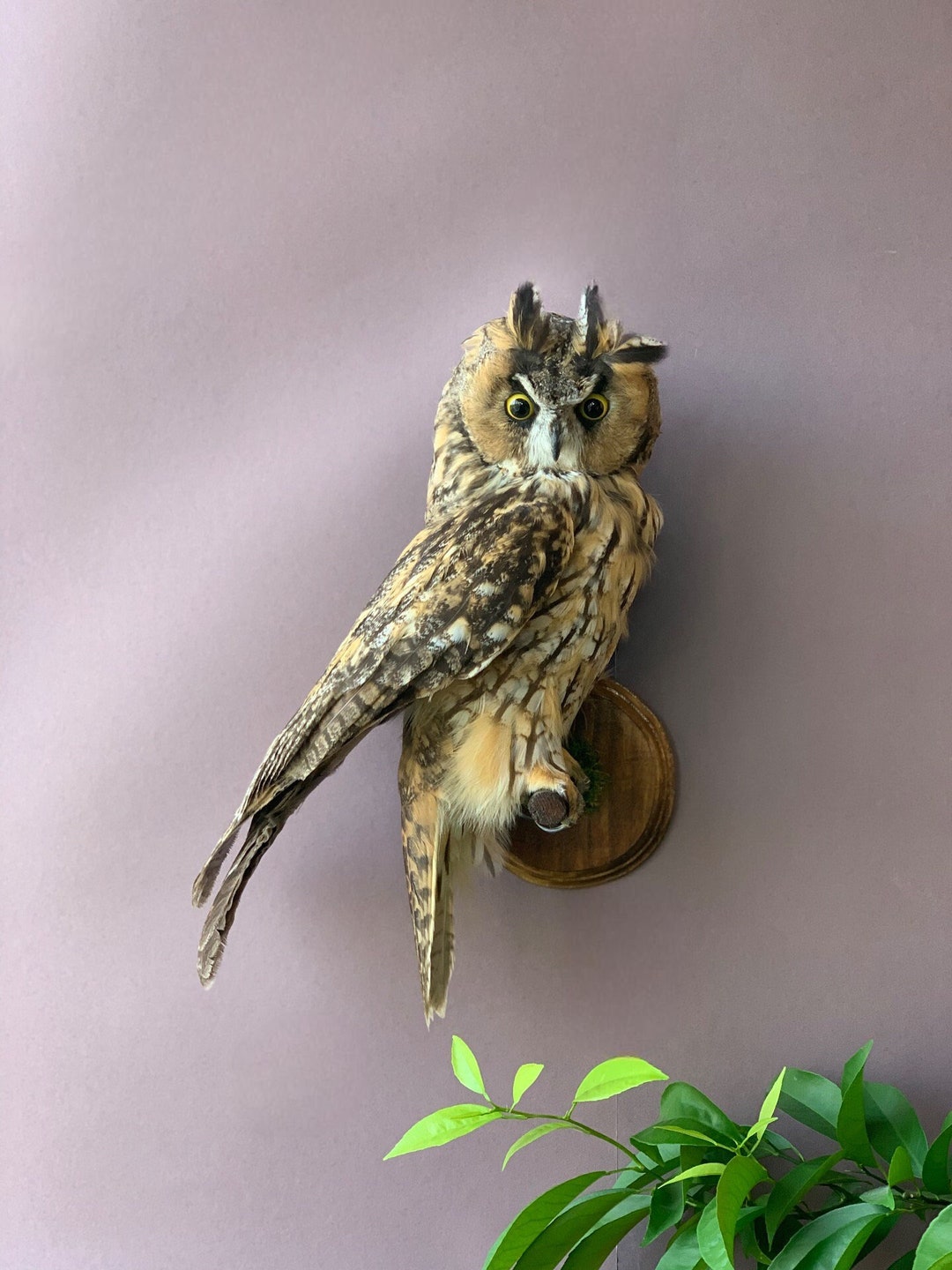 Taxidermy Owl Real Birds Stuffed Animal 28 - Etsy