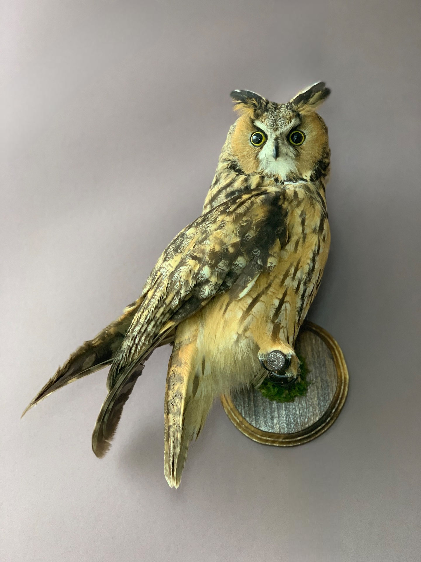Taxidermy Owl Real Birds Stuffed Animal 18 - Etsy