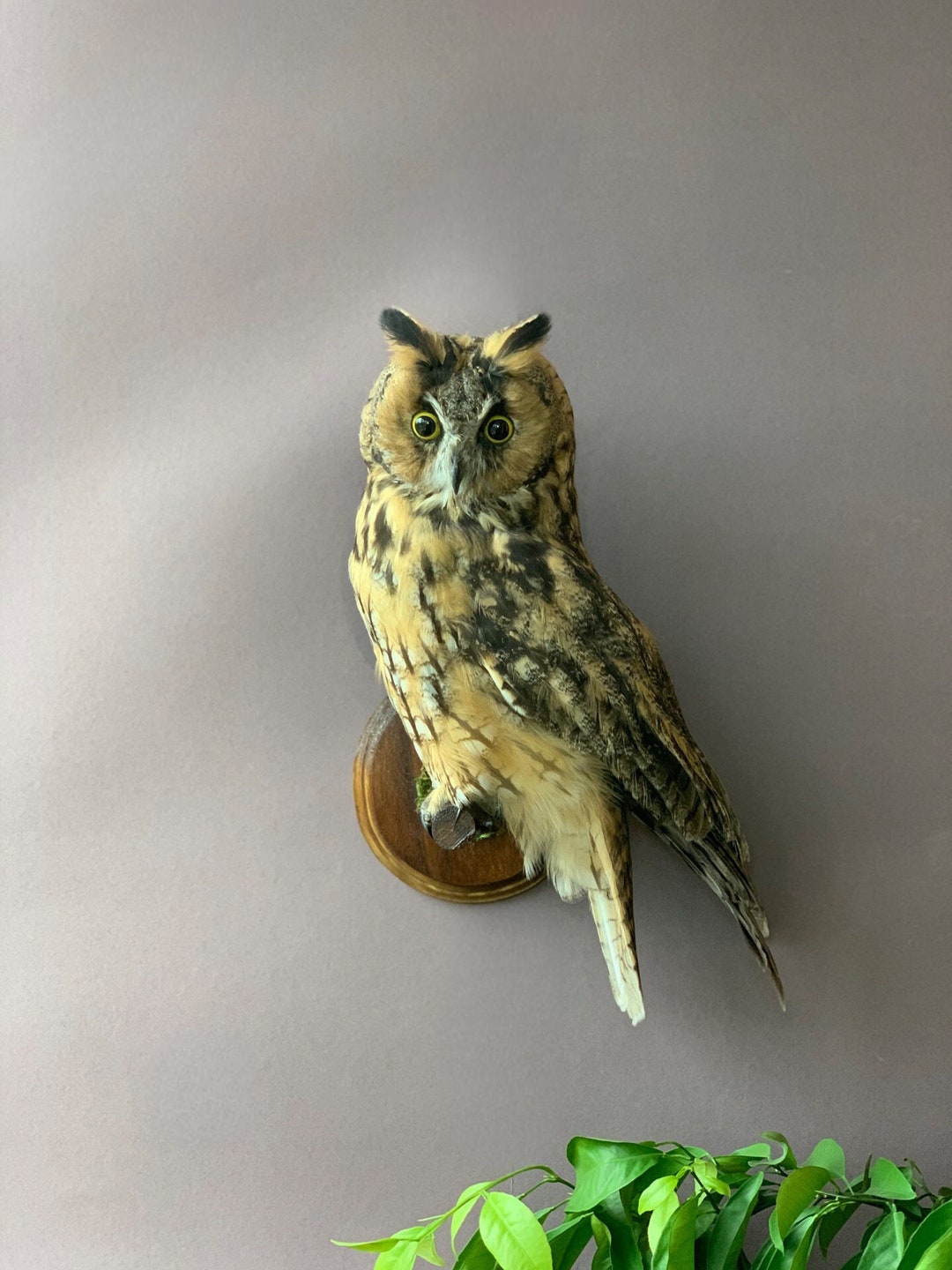 Taxidermy Owl Real Birds Stuffed Animal 25 - Etsy