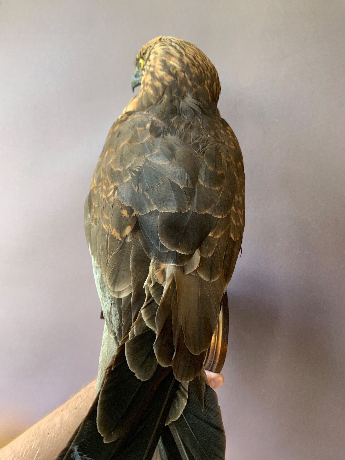 Taxidermy Marsh Harrier Duck Hawk Circus Aeruginosus Real - Etsy
