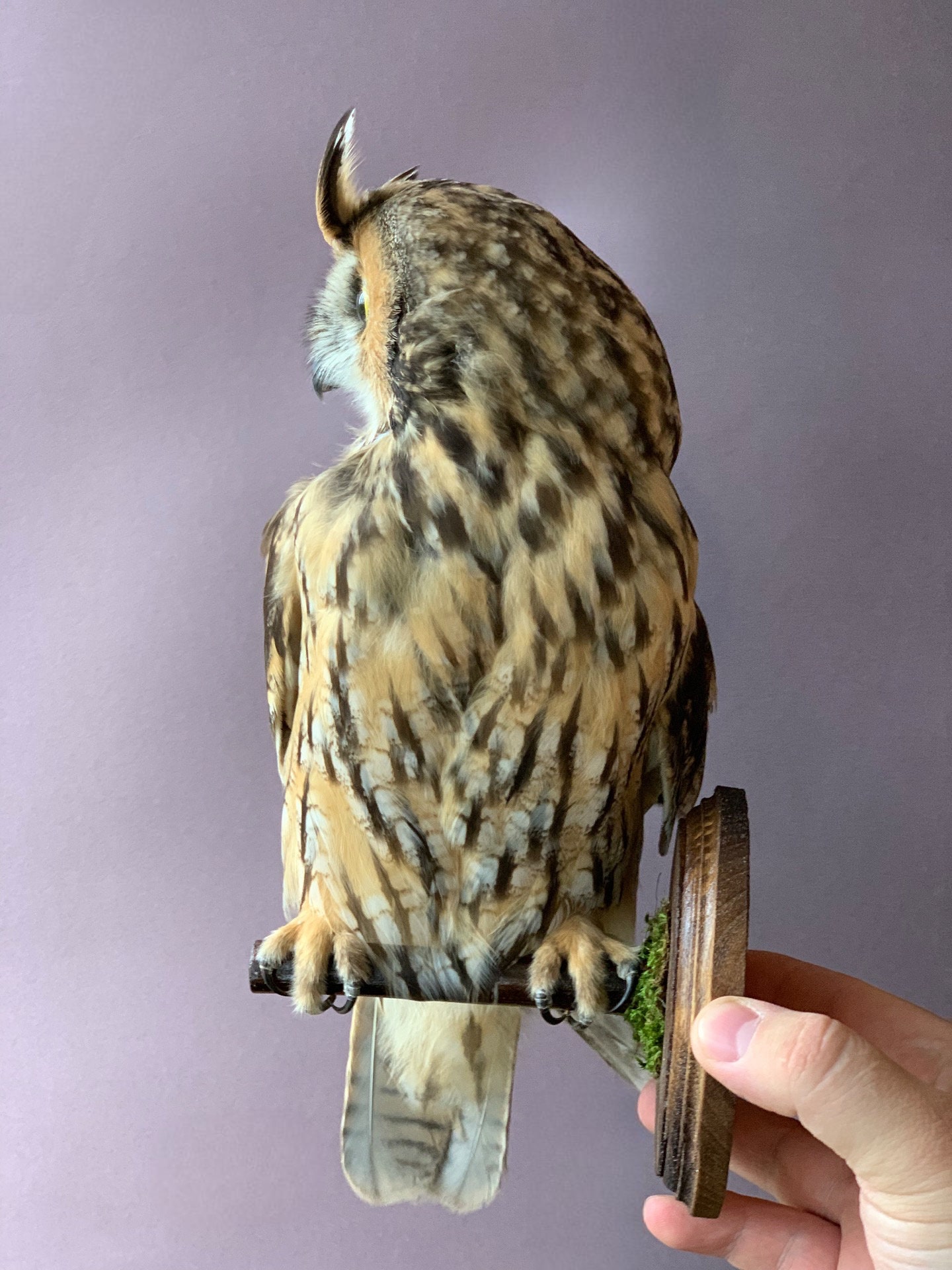 Taxidermy Owl Real Birds Stuffed Animal 18 - Etsy