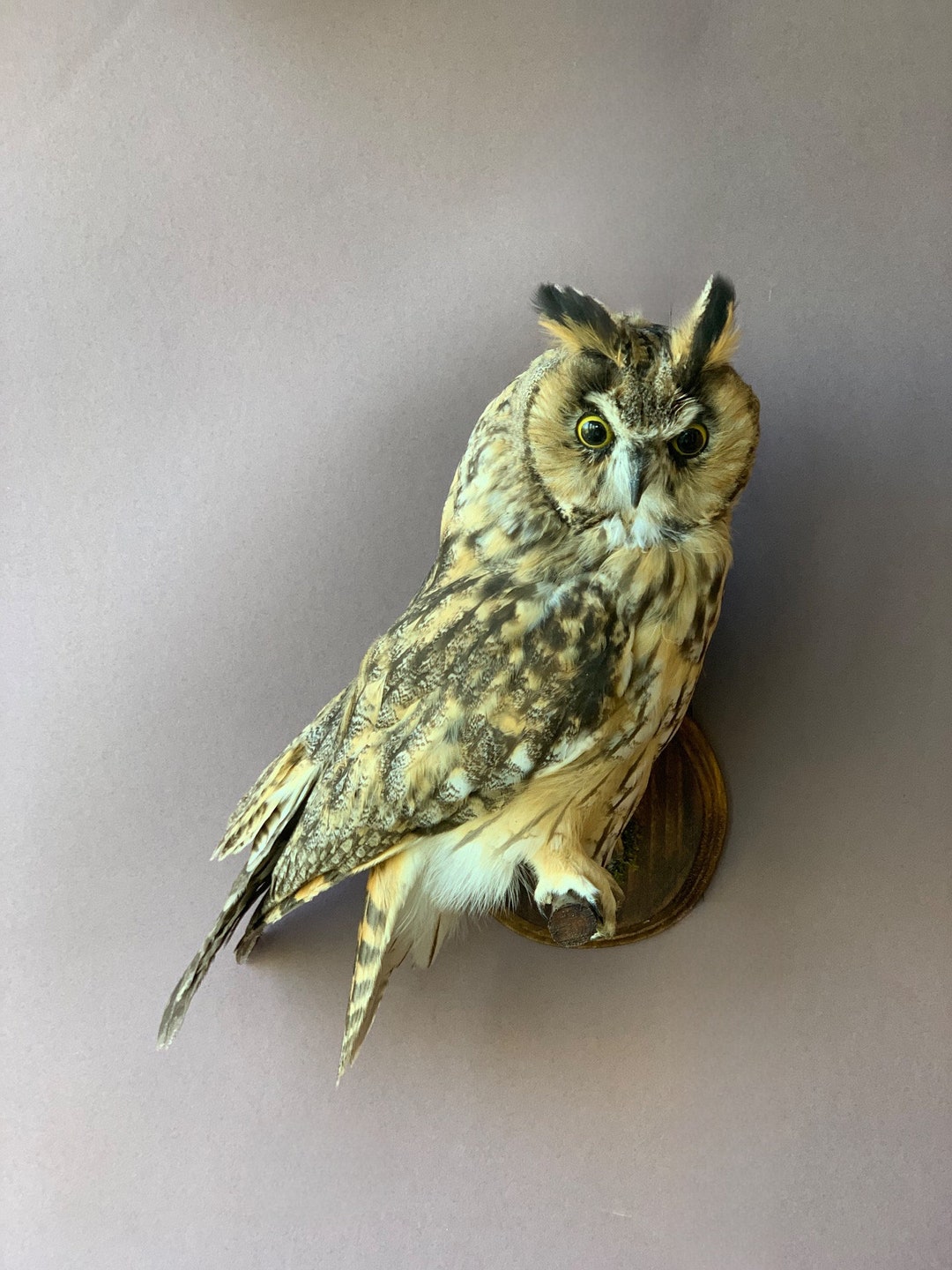 Taxidermy Owl Real Birds Stuffed Animal #9 - Etsy