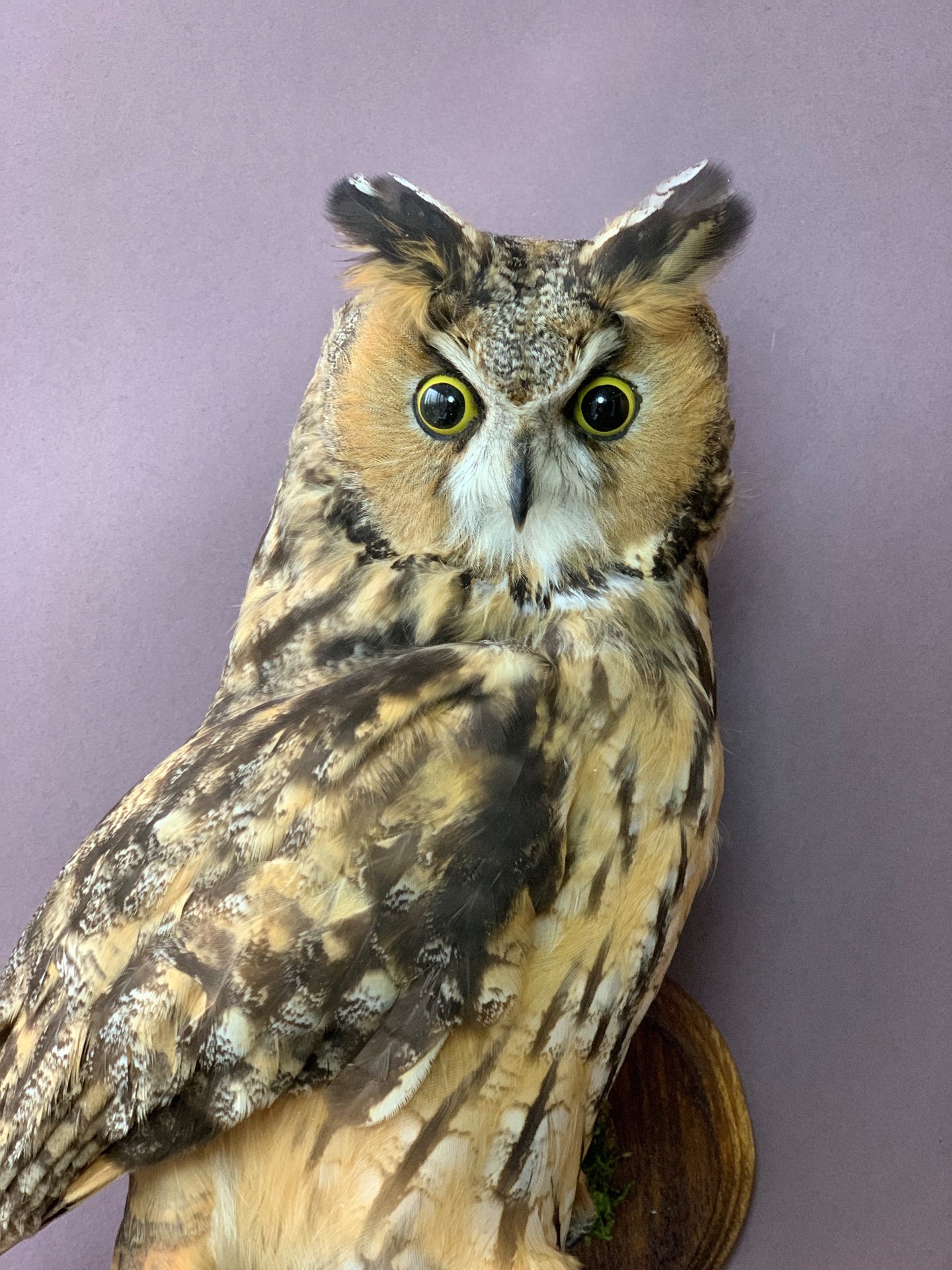 Taxidermy Owl Real Birds Stuffed Animal 18 - Etsy