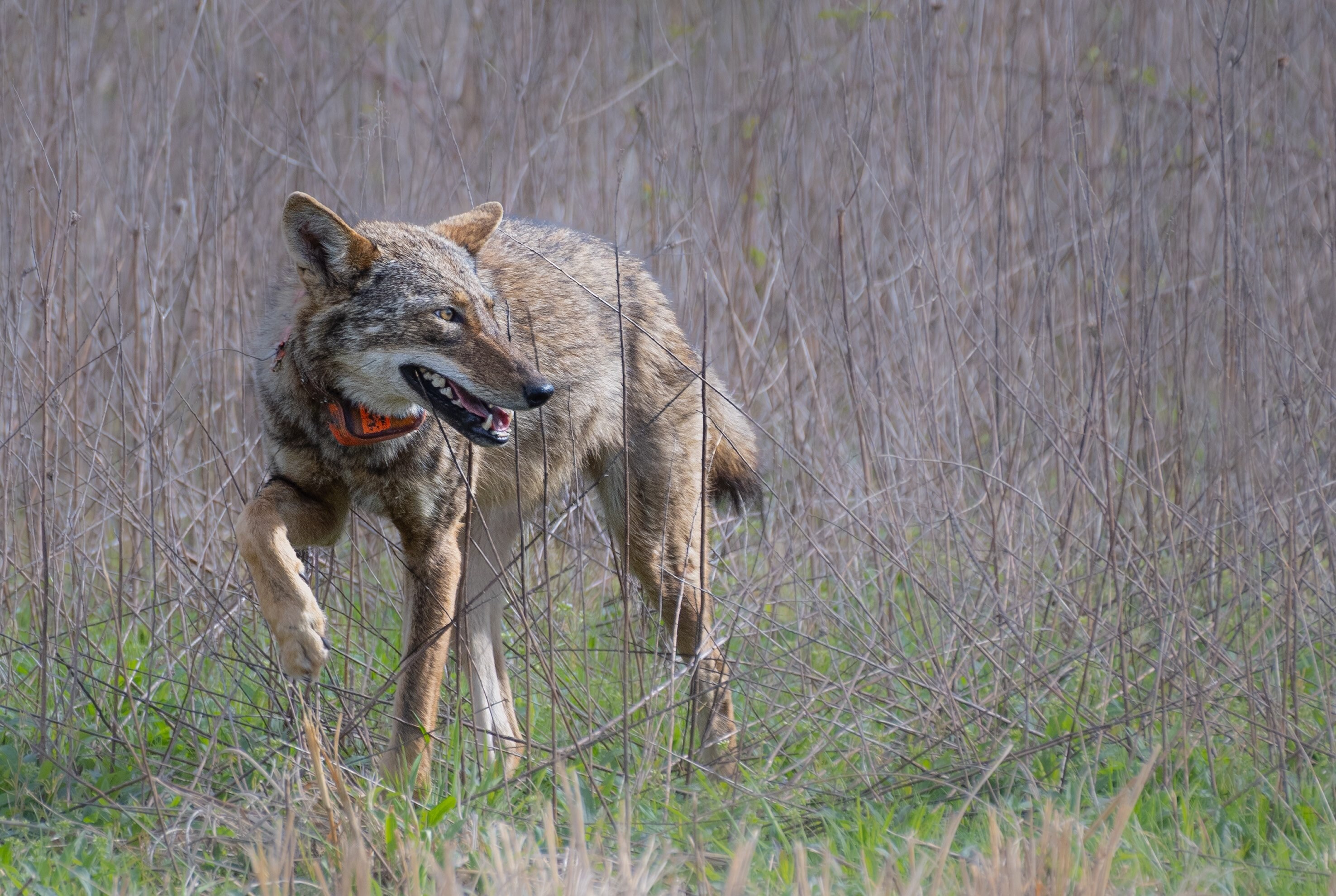 Endangered Wild Red Wolf- From the Side (LONG)- Art Wildlife ...