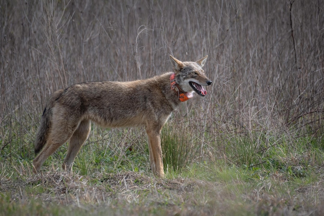 Endangered Wild Red Wolf- in Habitat- Art Wildlife Photography Photo ...
