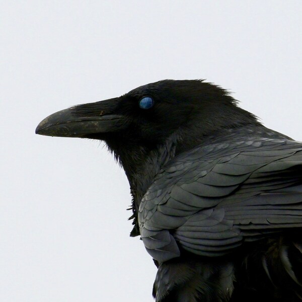 Raven Photography - Etsy