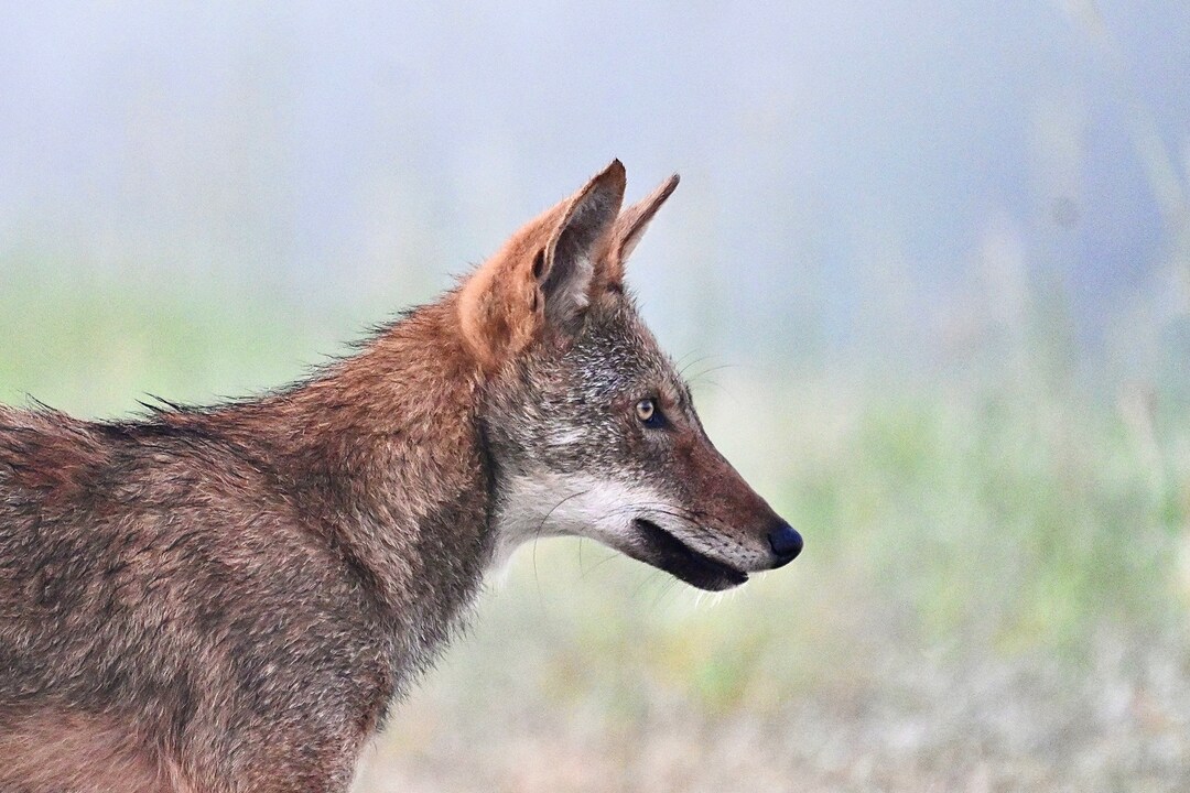 Juvenile Red Wolf Profile Fine Art Wildlife Photography - Etsy