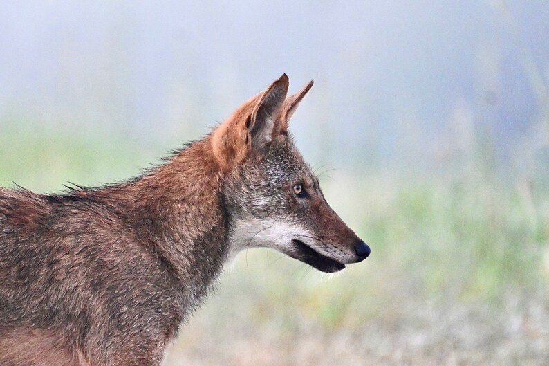 Juvenile Red Wolf Profile Fine Art Wildlife Photography - Etsy