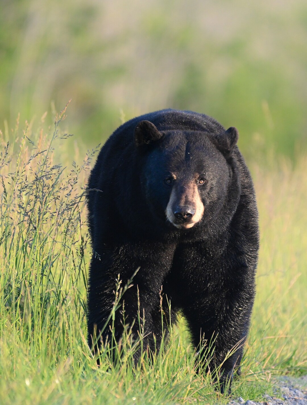 Black Bear Staring- Fine Art Wildlife Photography Photo Canvas Metal ...