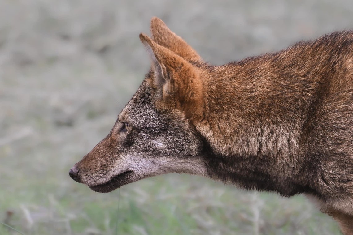 Juvenile Red Wolf Profile Fine Art Wildlife Photography Photo Canvas ...