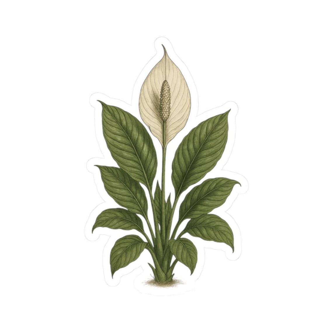 Peace Lily White Spathe Green Leaves Botanical Study Plant Sticker ...