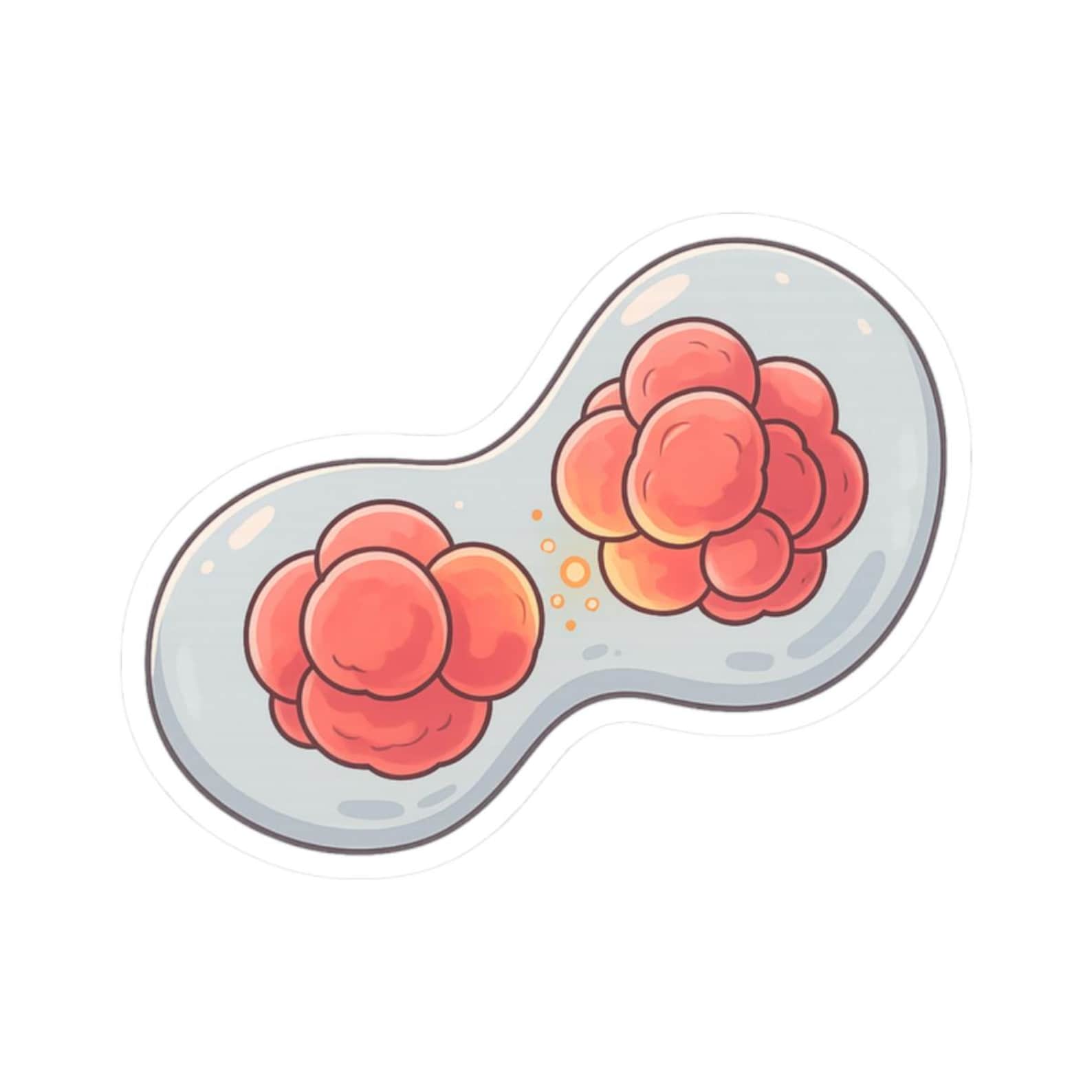 Cartoon Cell Division Mitosis Biology Science Sticker | Cute Funny ...