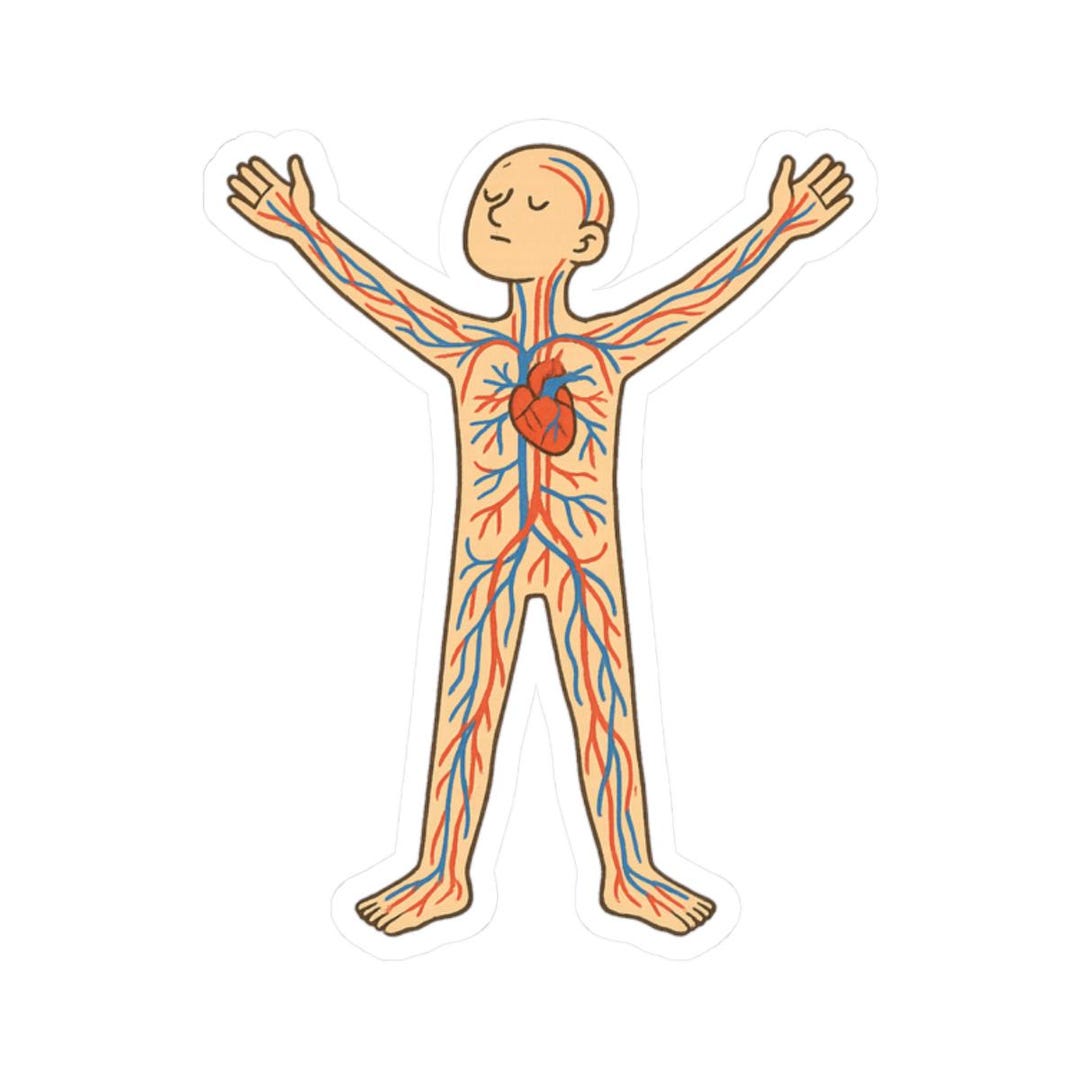 Human Circulatory System Anatomy Comic Art Science Sticker | Cute Funny ...