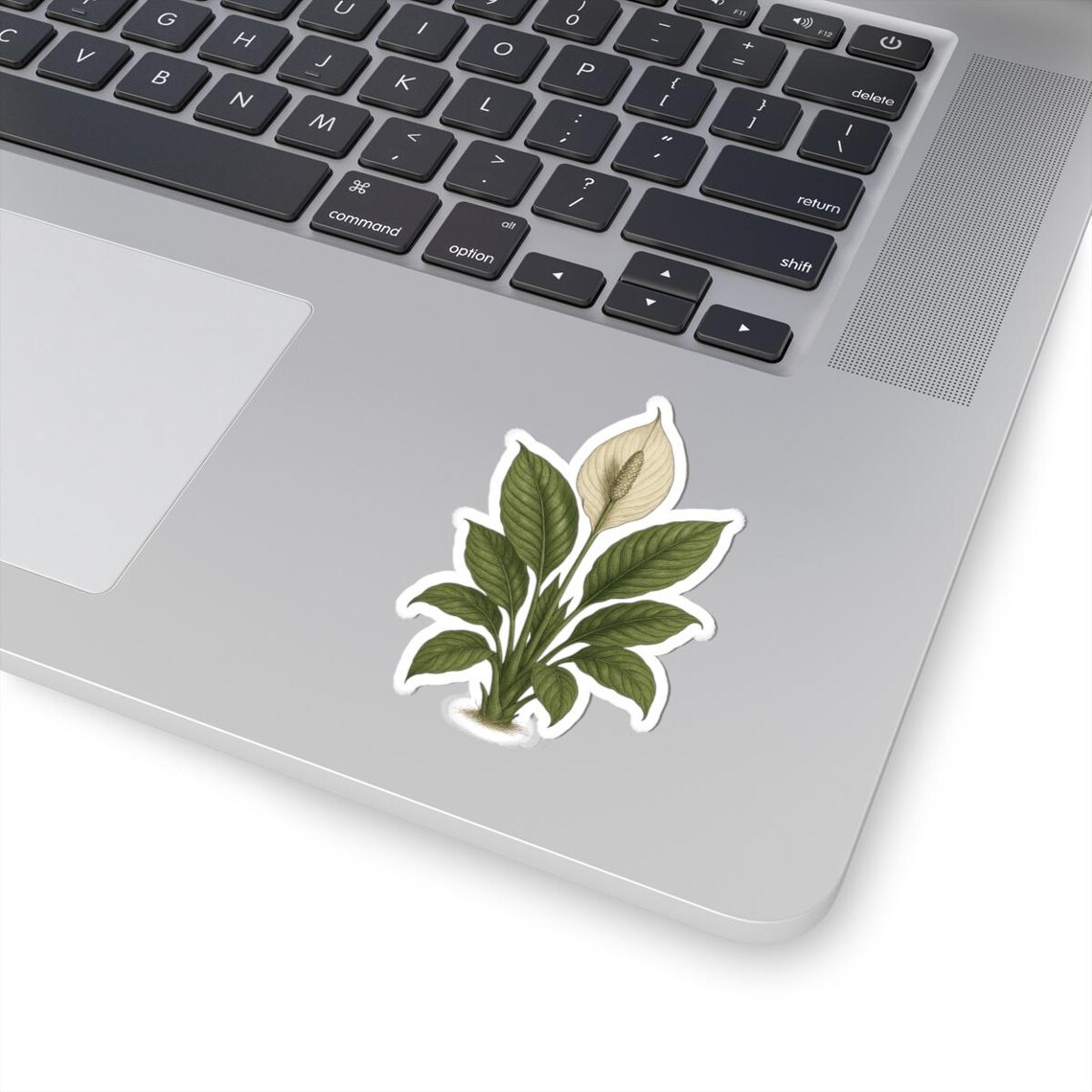 Peace Lily White Spathe Green Leaves Botanical Study Plant Sticker ...