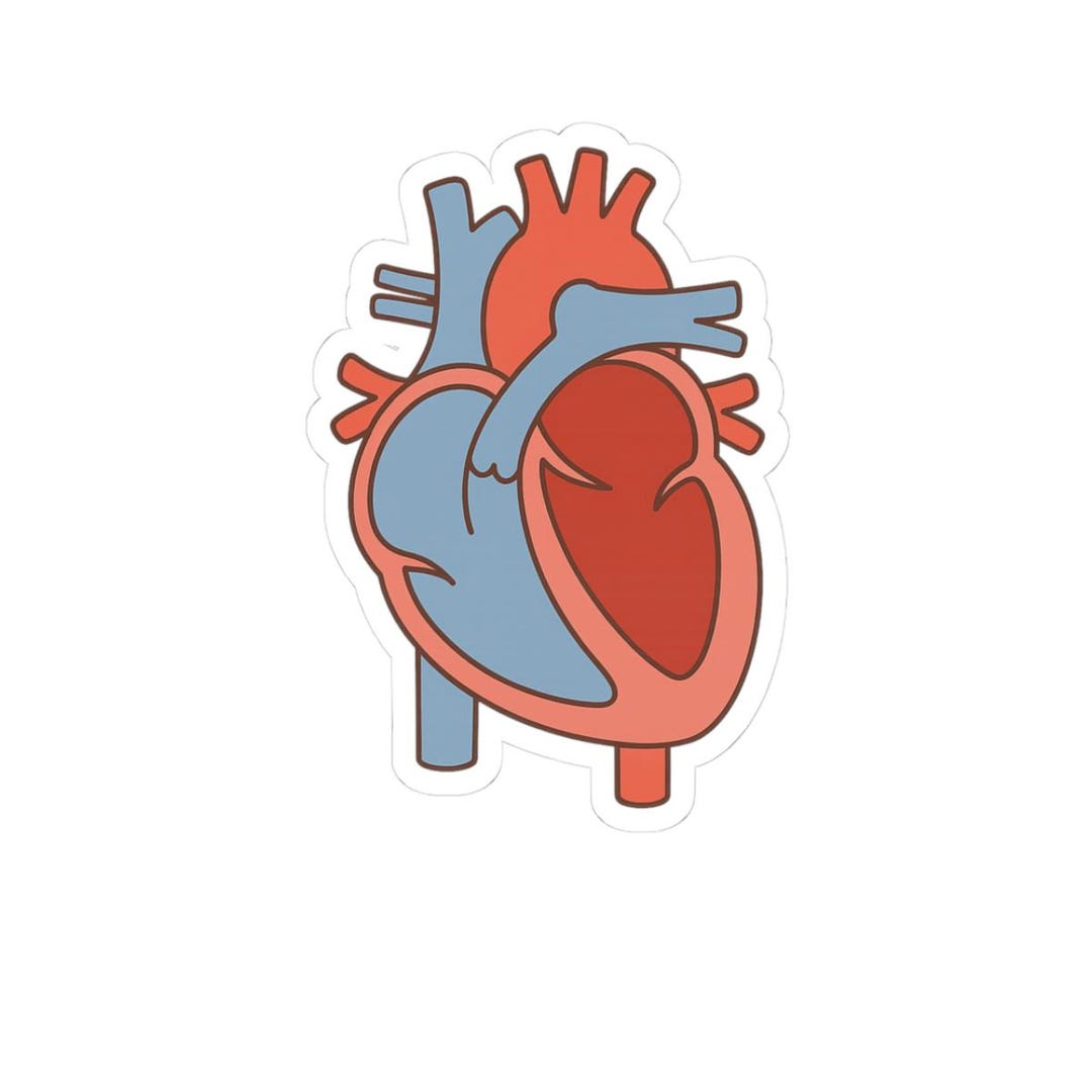 Human Heart Anatomy Diagram Medical Science Art Sticker | Biopunk ...