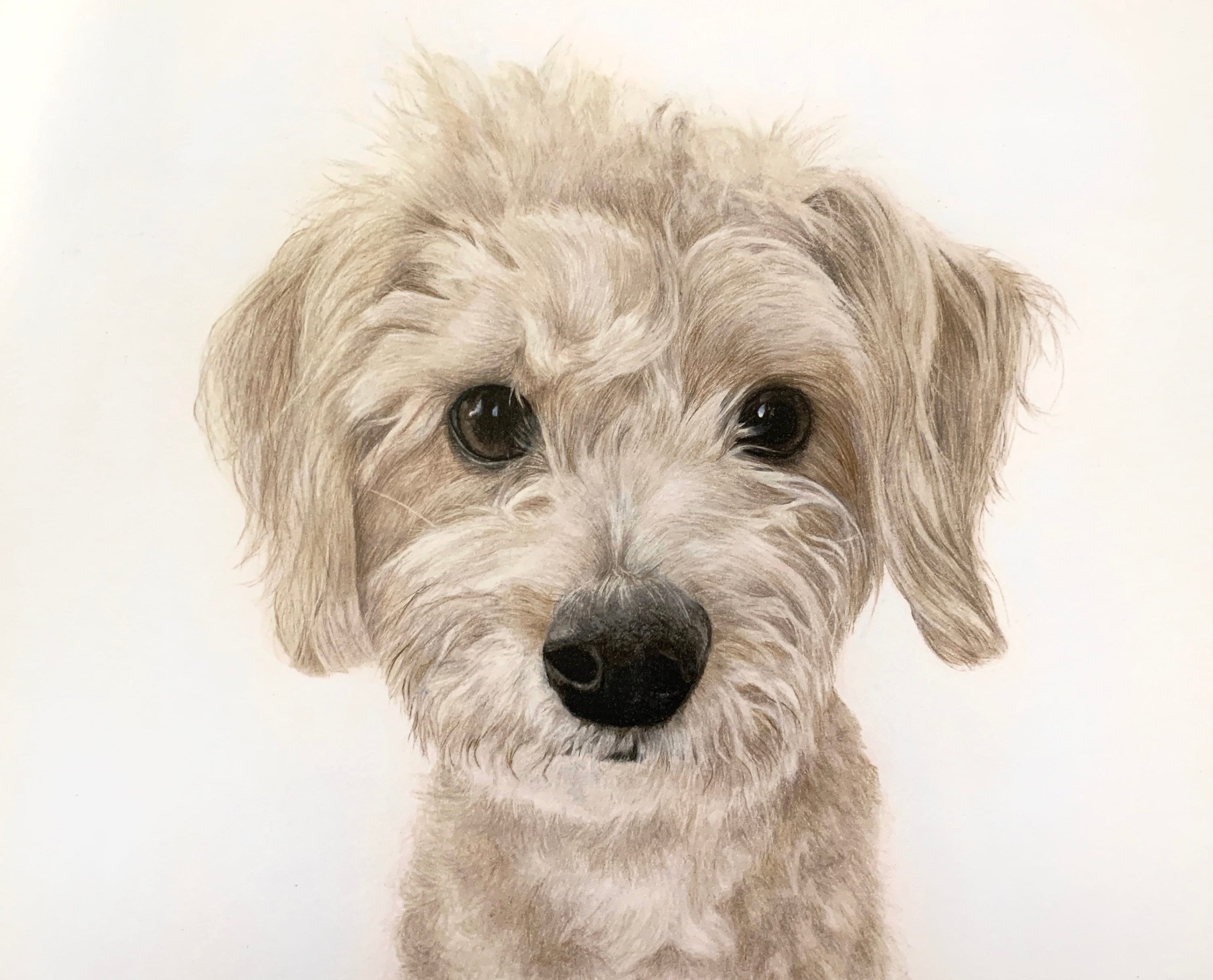 Colored Pencil Dog Portraits: Capturing the Unique Charm of Our Canine ...