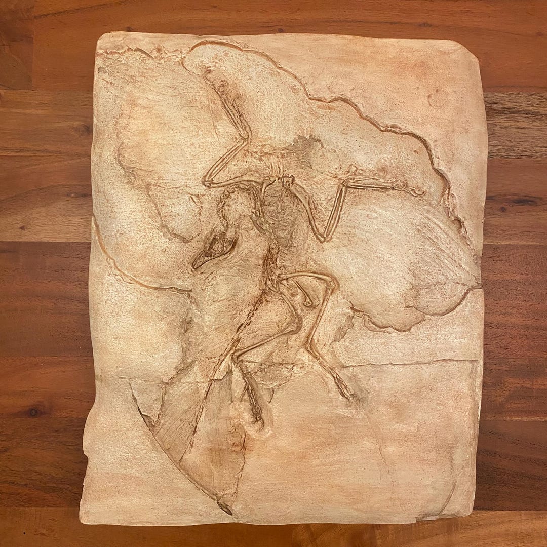 Full Size Replica of berlin Specimen Archaeopteryx Fossil - Etsy Australia