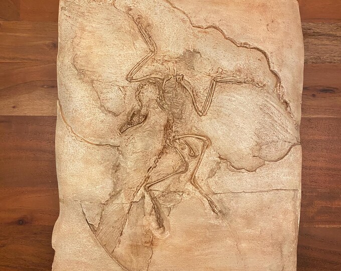 Full Size Replica of berlin Specimen Archaeopteryx Fossil - Etsy