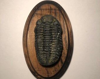 Replica Fossil Wall Art - Etsy