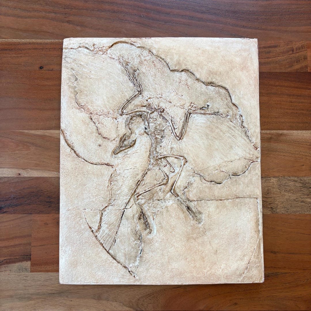 Full Size Replica of "berlin Specimen" Archaeopteryx Fossil - Etsy