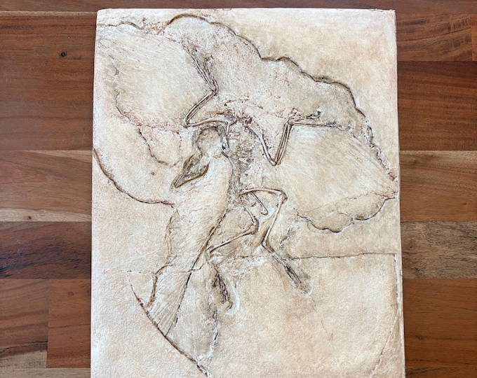Full Size Replica of "berlin Specimen" Archaeopteryx Fossil - Etsy