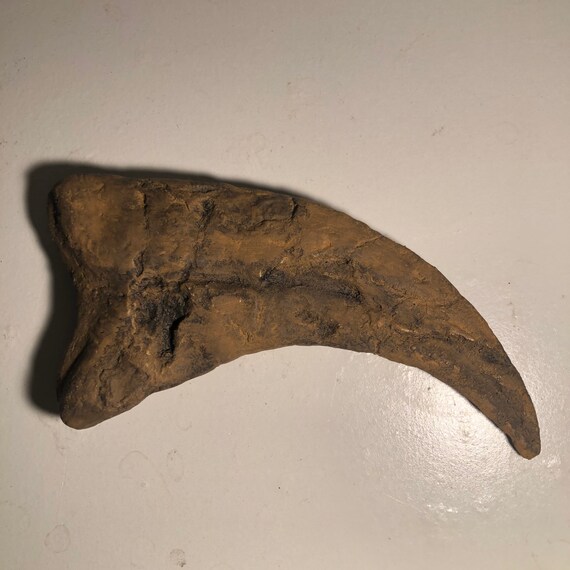 Utahraptor Claw
