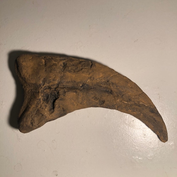 Raptor Claw - Etsy
