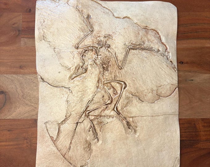 Full Size Replica of "berlin Specimen" Archaeopteryx Fossil - “b-grade ...