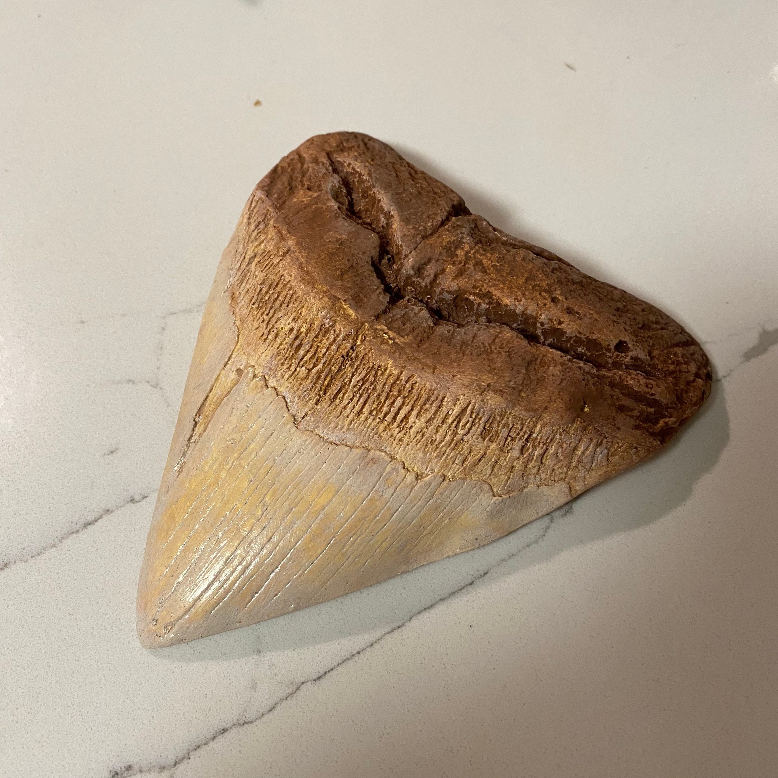 Megalodon Shark Tooth Replica
