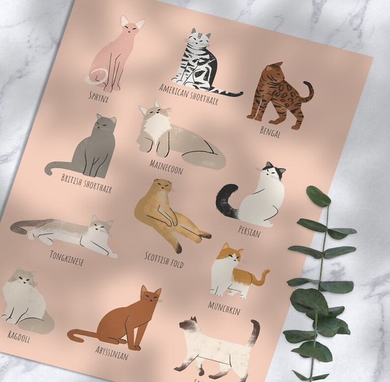 Cat Breeds Poster Cat Portrait Drawing Cat Guide Poster Cat | Etsy