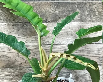 Tiger Tooth Plant - Etsy