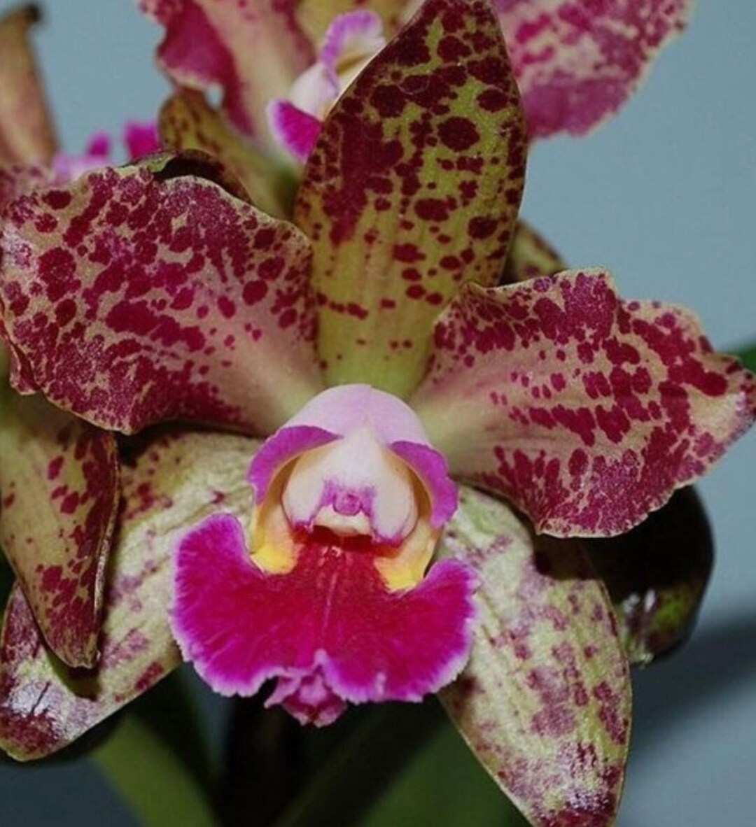 Rlc. Waianae Leopard 'ching Hua' - Etsy