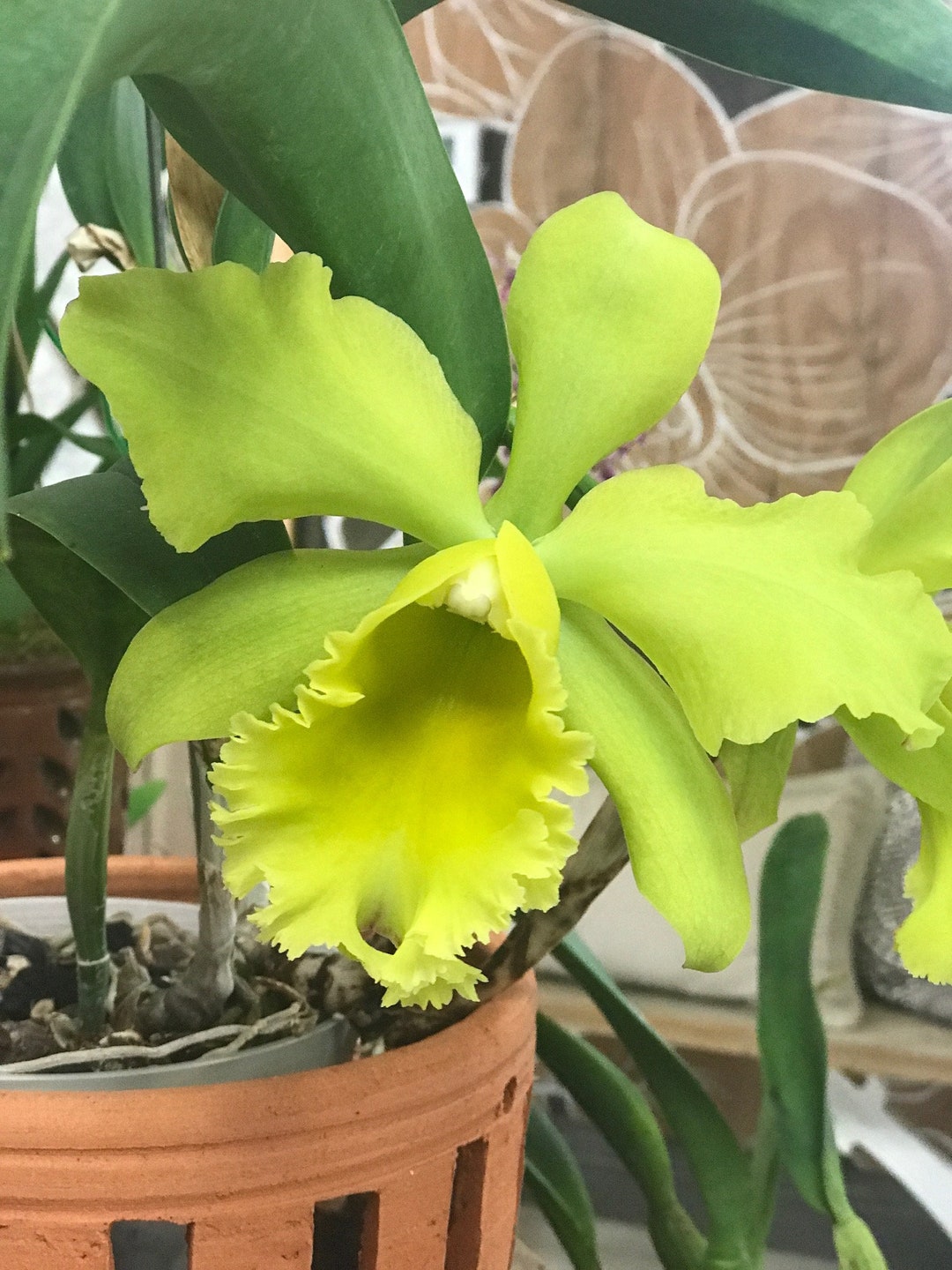 Blc Prada Green Deluxe - Etsy