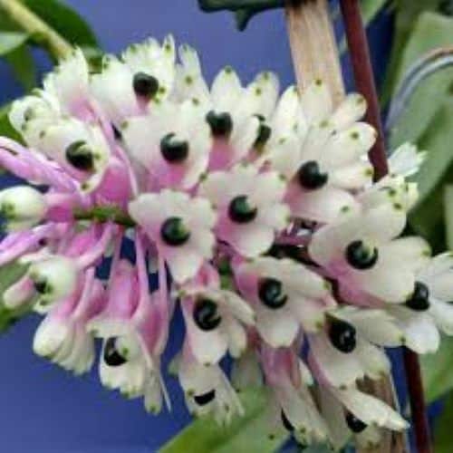 Dendrobium Smilliae ( Lea X H&R Giant) - Etsy