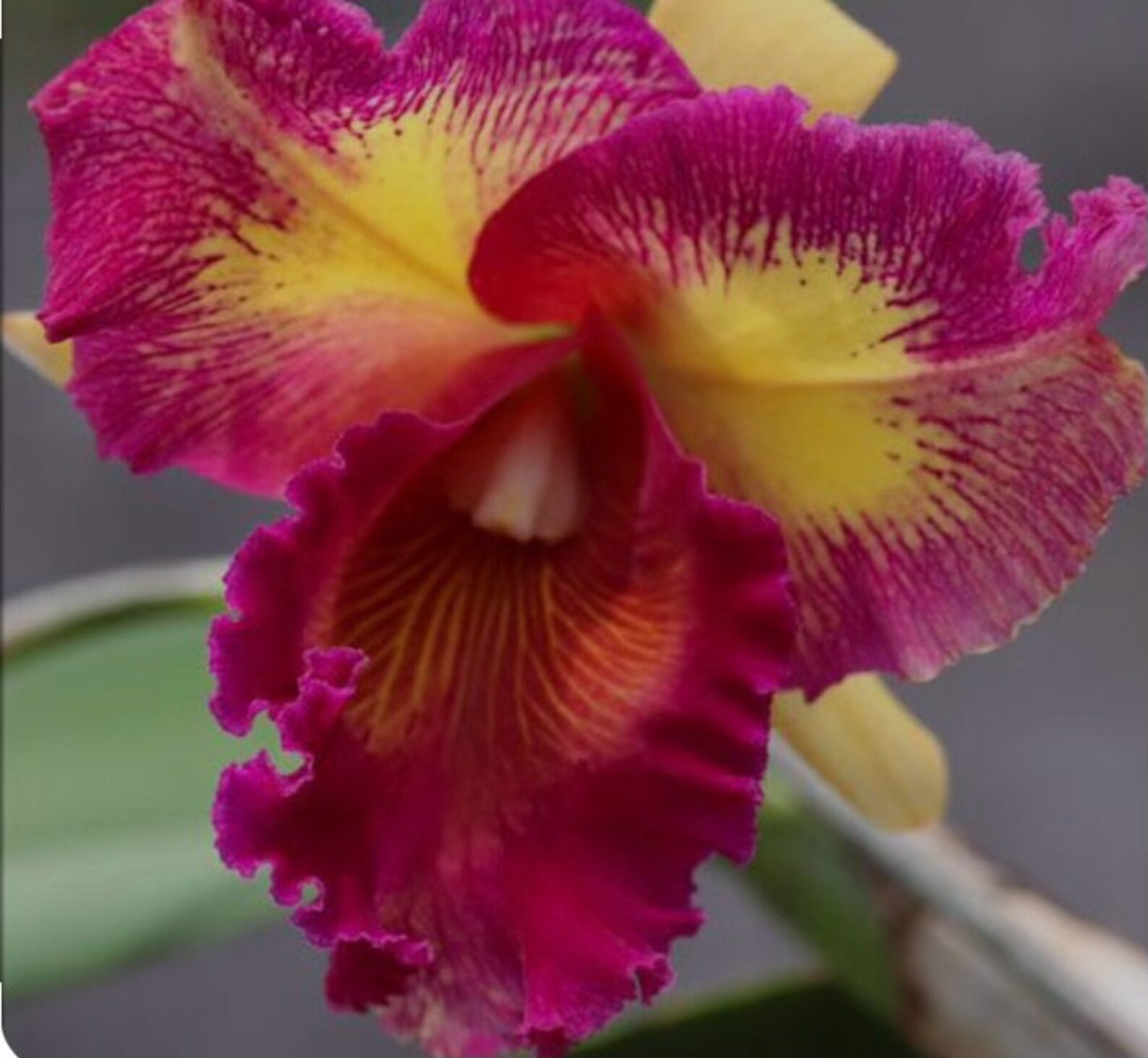 Rth.chomyong Surprise - Etsy