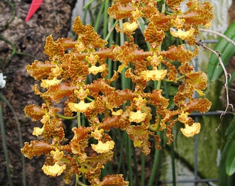 Trichocentrum Stacyi syn. Oncidium Stacyi, Very Fragrant - Etsy