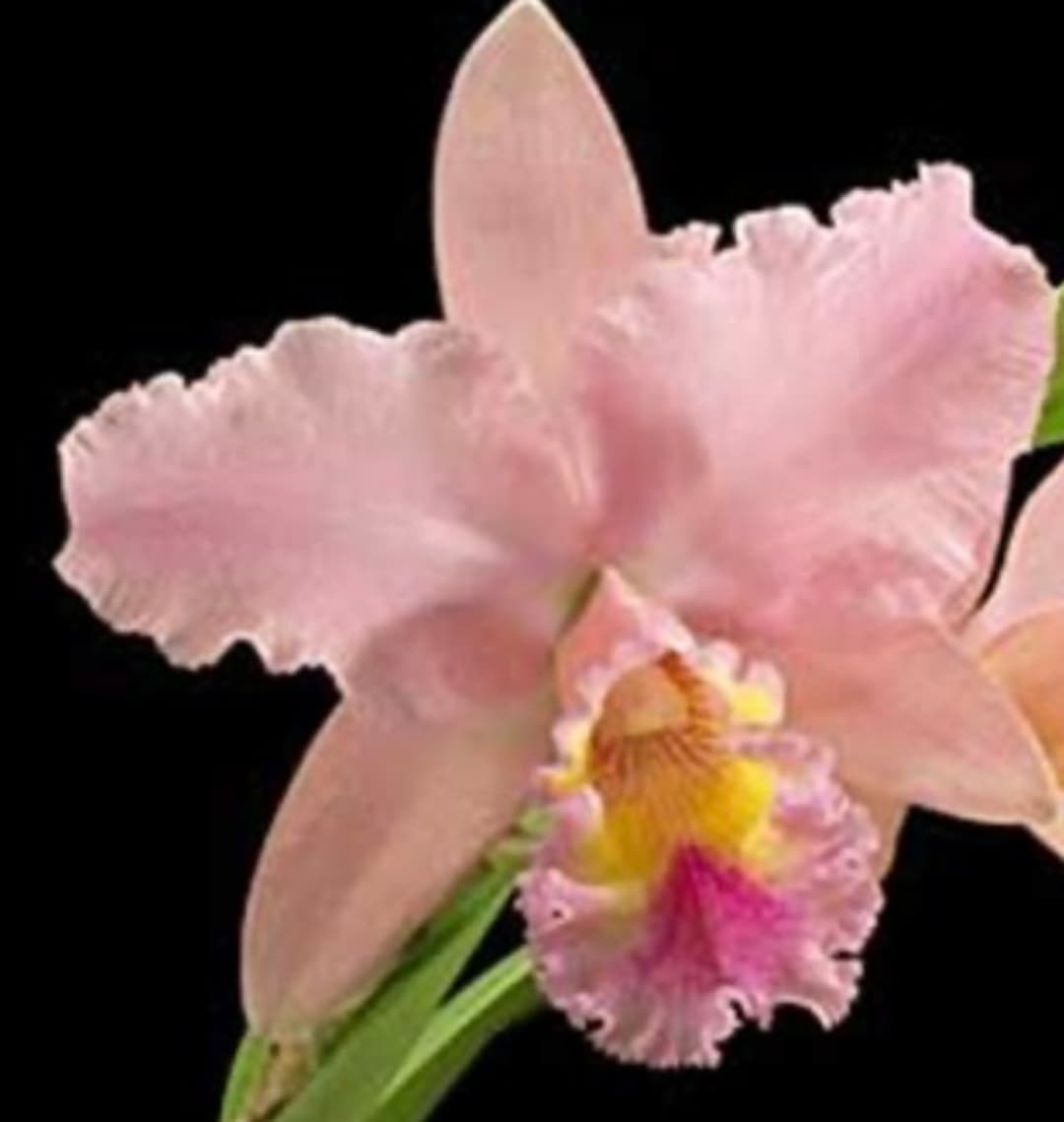 Rlc. George King Serendipity - Etsy