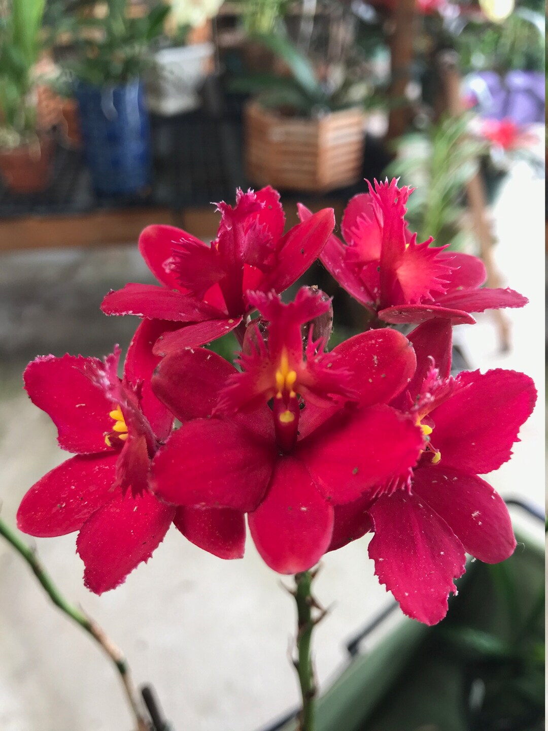 Orchid Epidendrum 'Max Valley' - Etsy Schweiz