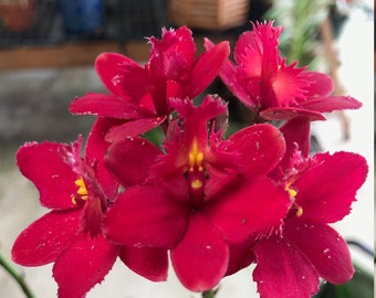 Splash Flowers Epidendrum Orchid Plant Epi. Wedding Valley sakura BS 81 ...