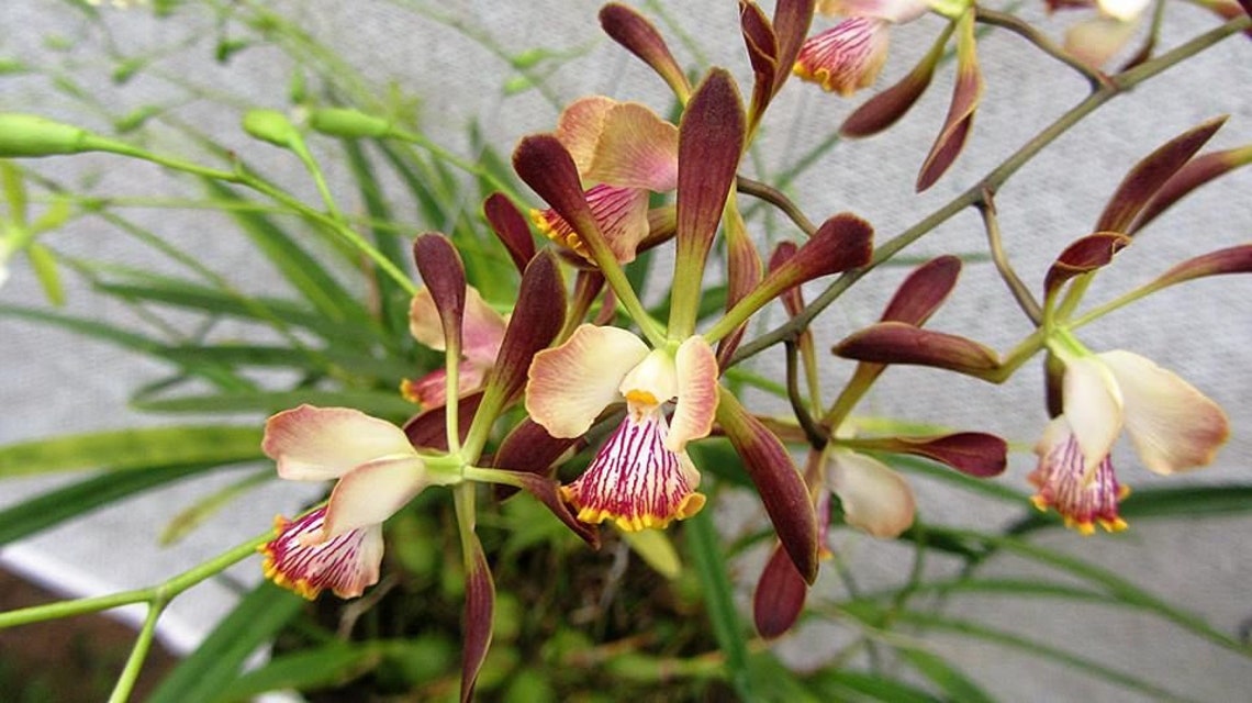 Encyclia Orchid Jungle | Etsy