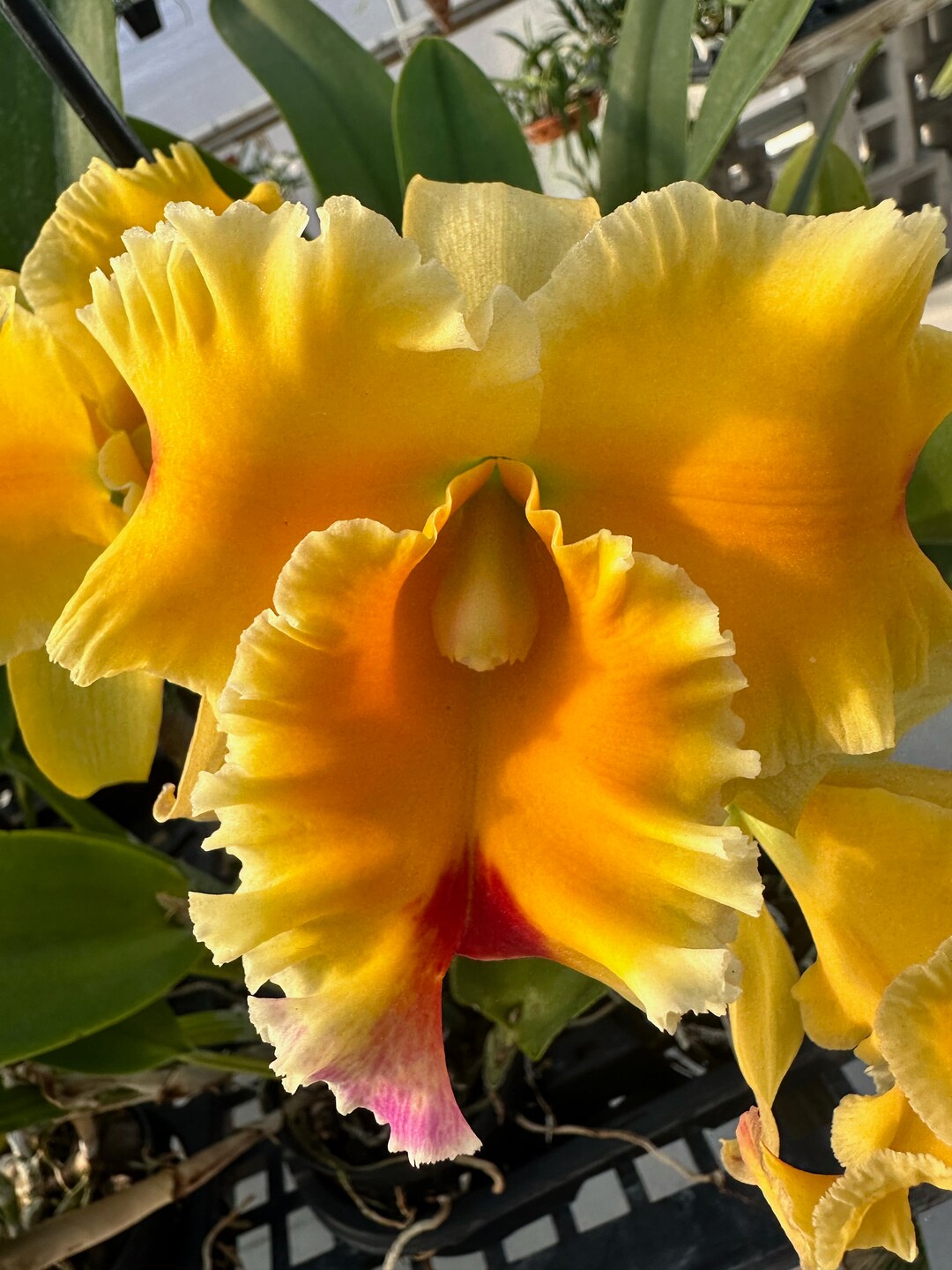 Blc. Chelsea Alward 'red Tips' - Etsy