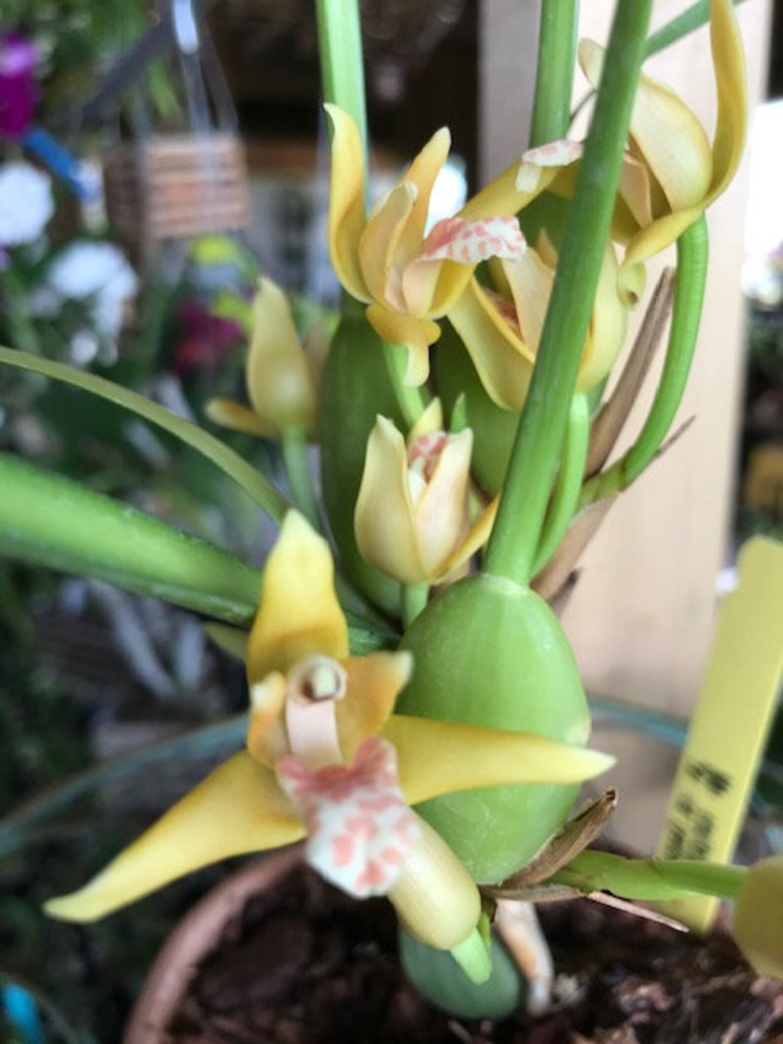 Maxillaria Tenuifolia Yamada yellow Coconut Orchid - Etsy