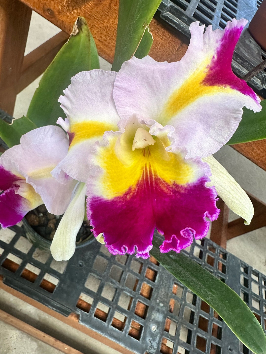 C. Platinum Sun 'patchara Fancy' - Etsy