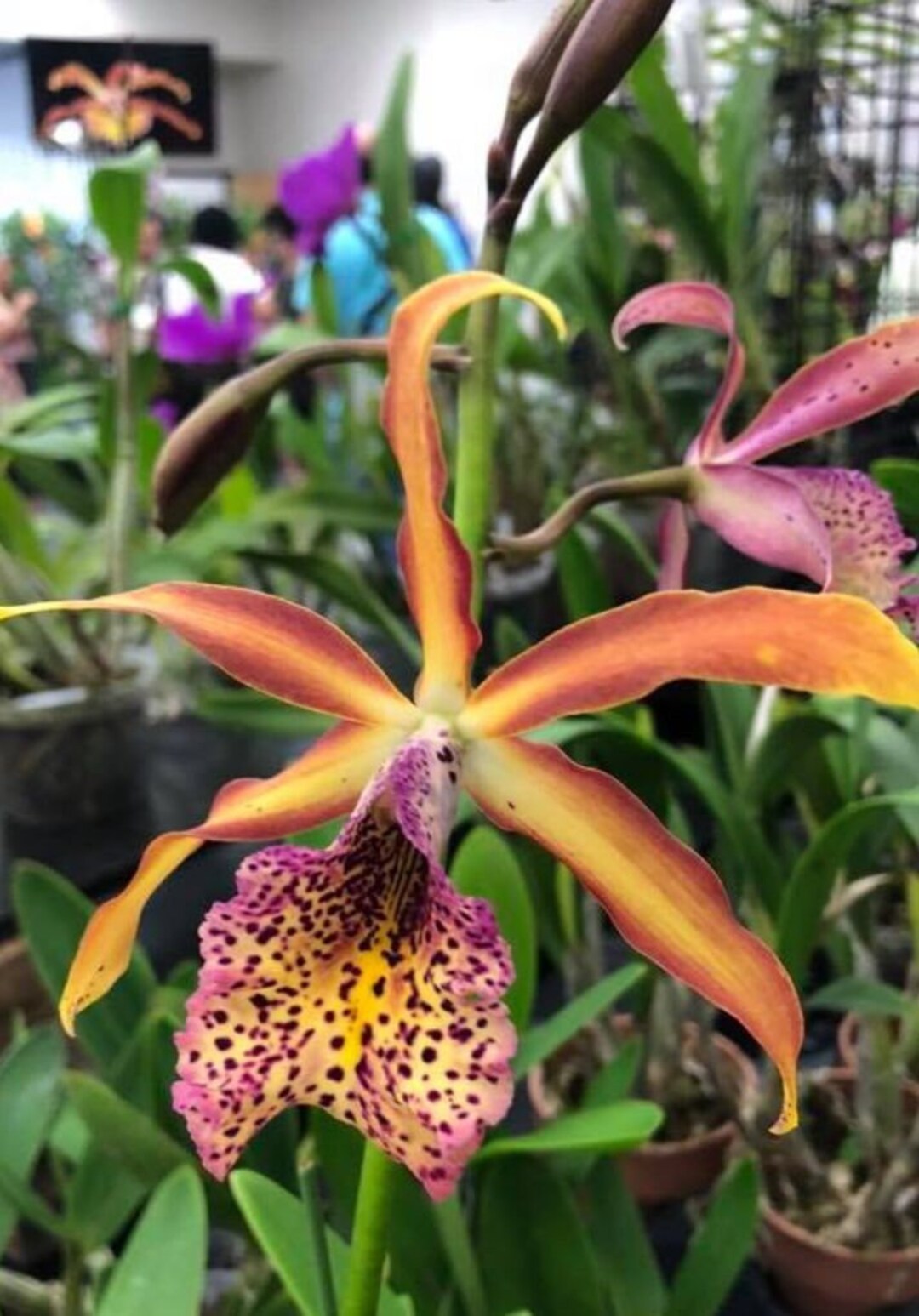 Cattleya Orchid Hybrid Recc. Frances Fox ' Fire Flame' - Etsy