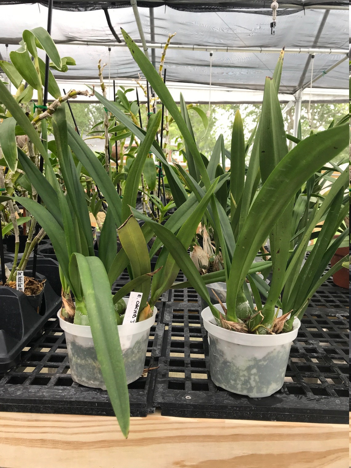 Encyclia Orchid Jungle | Etsy