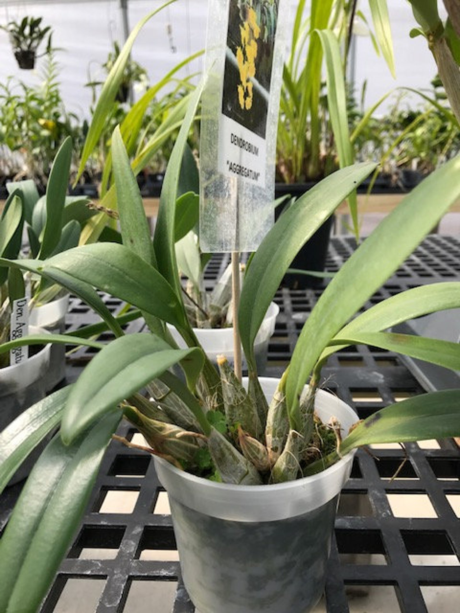 Dendrobium Aggregatum. Beautiful Spray of Delicate Yellow - Etsy