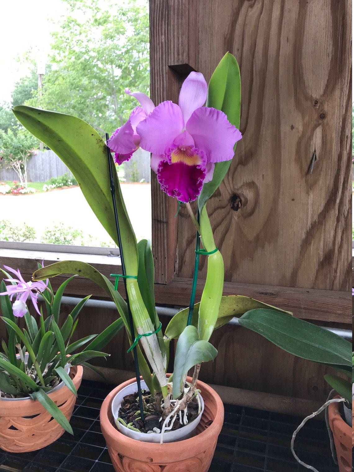 Cattleya Orchid blc. Pamela Finney 'calf' LARGE - Etsy