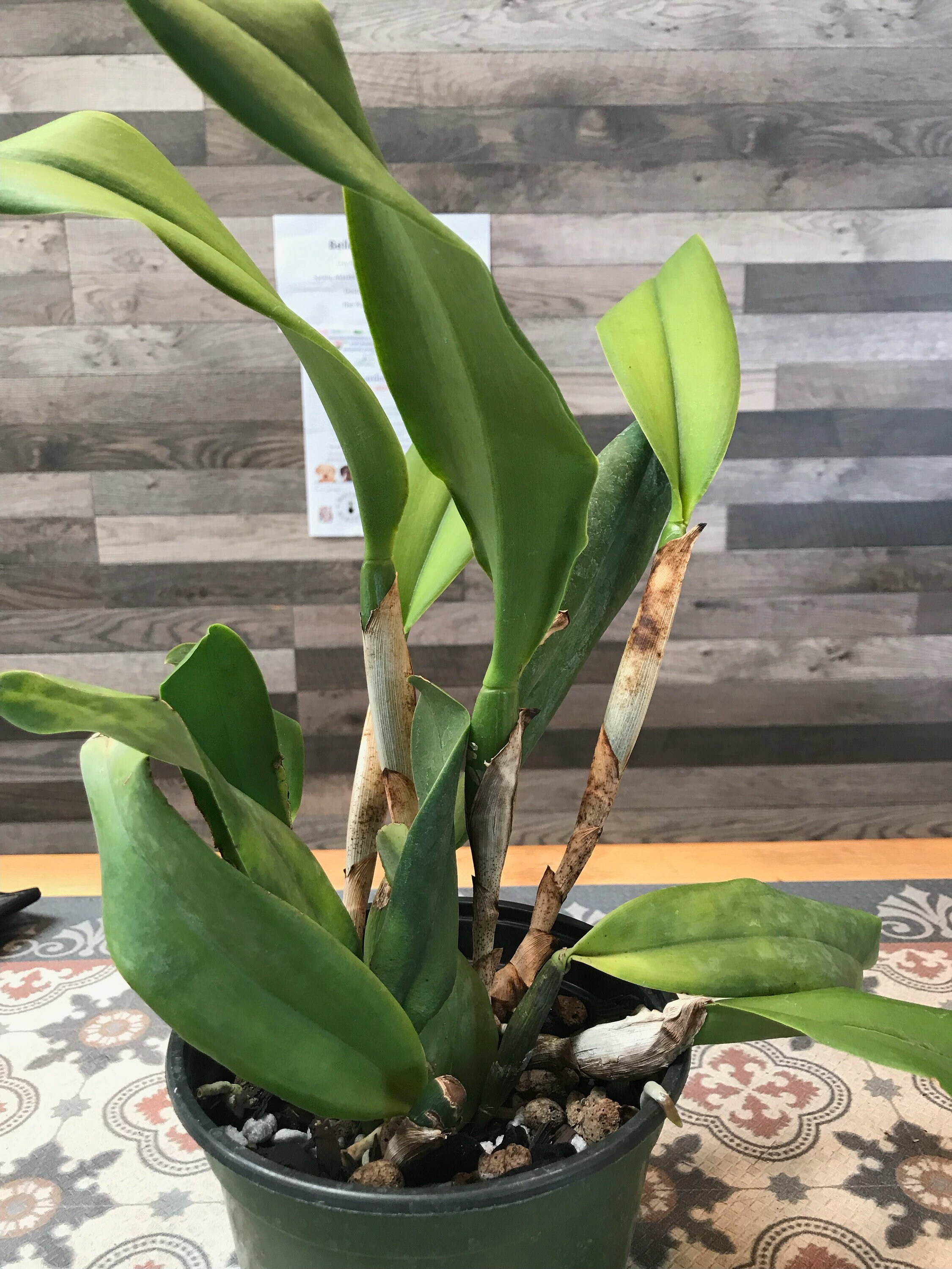 Rth.chomyong Surprise - Etsy