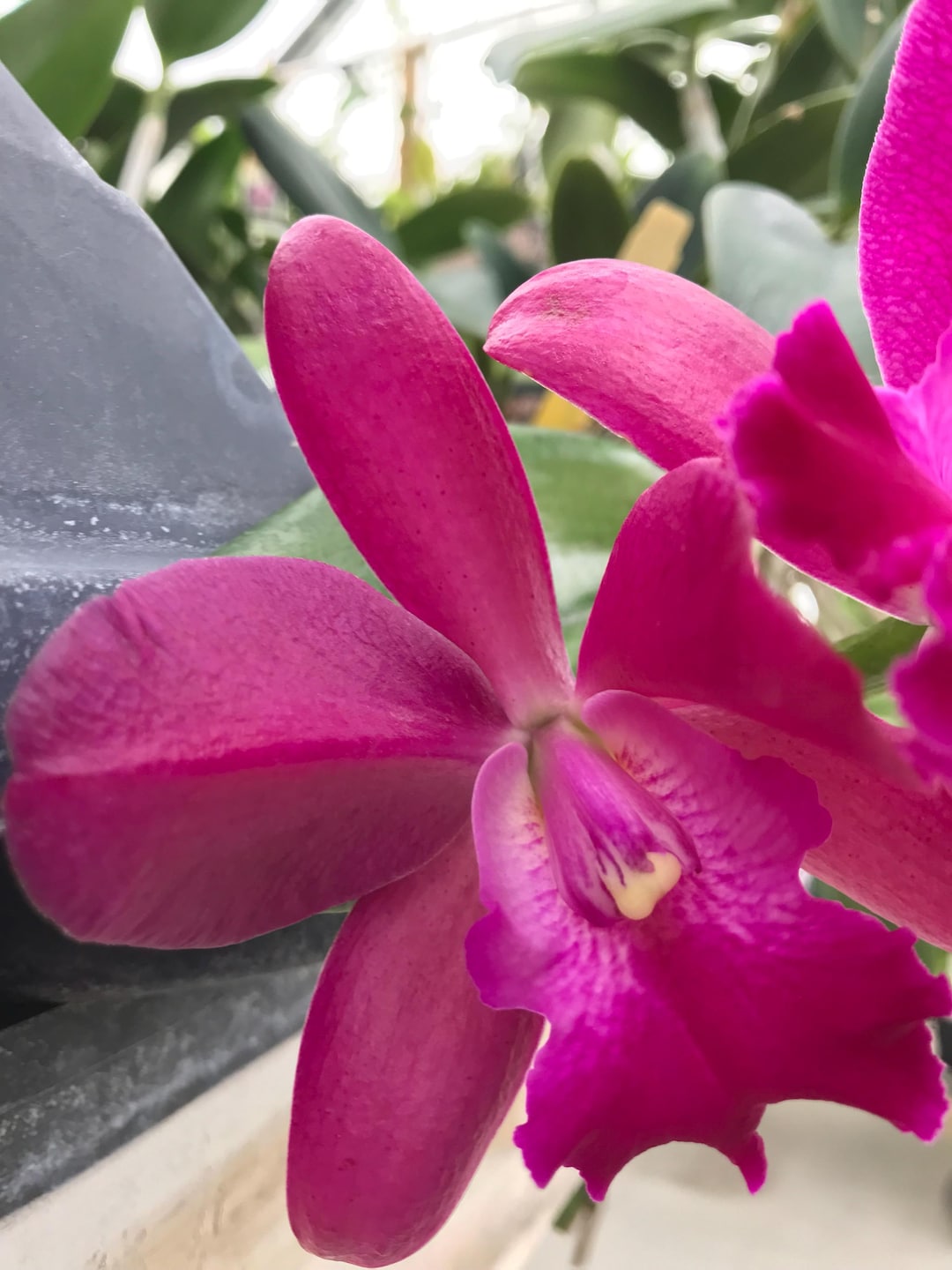 Blc. Phinyophan Boy 'NN' - Etsy