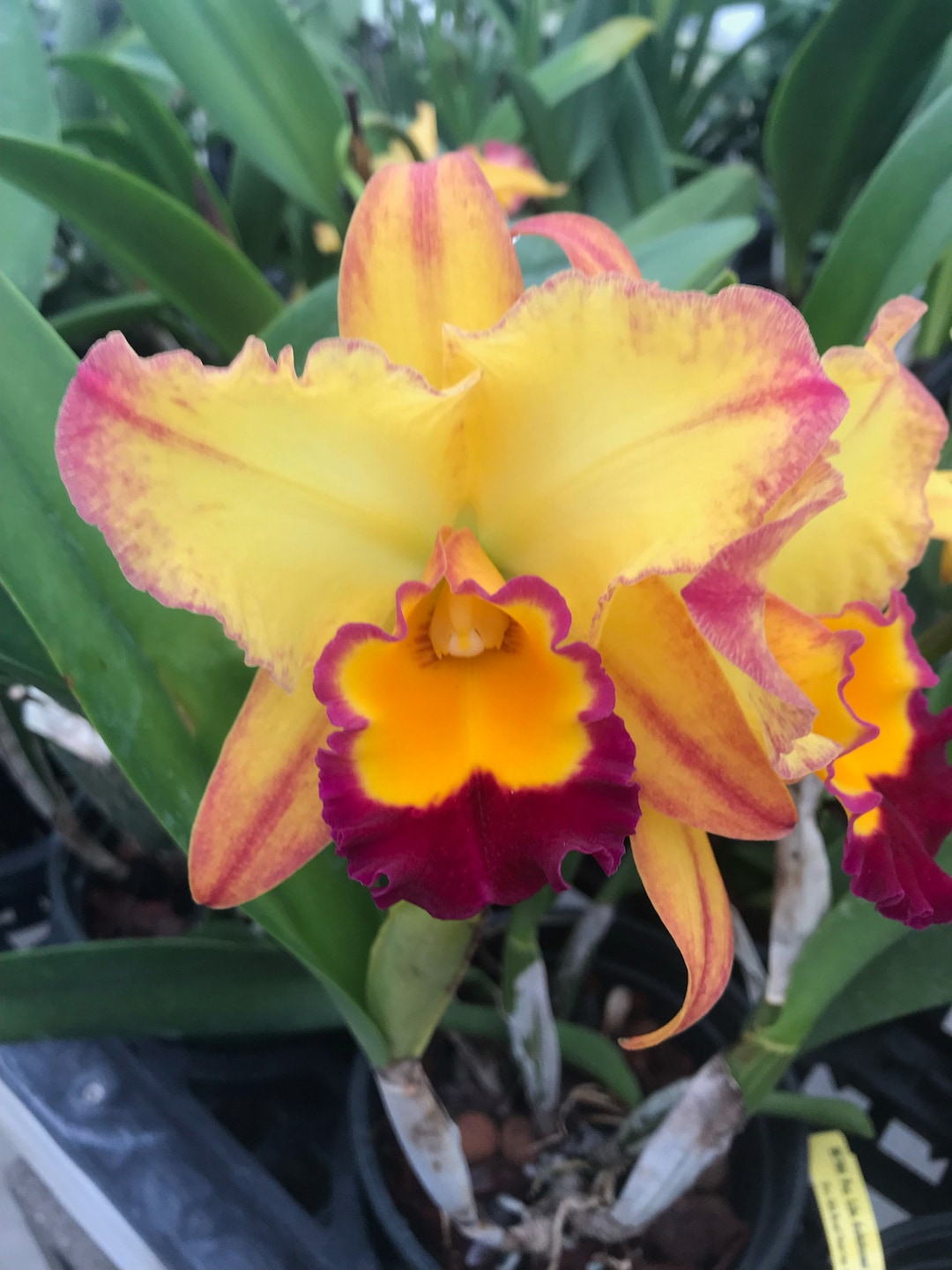 Pot. Lila Ashitomi 'hawaiian Flare' - Etsy